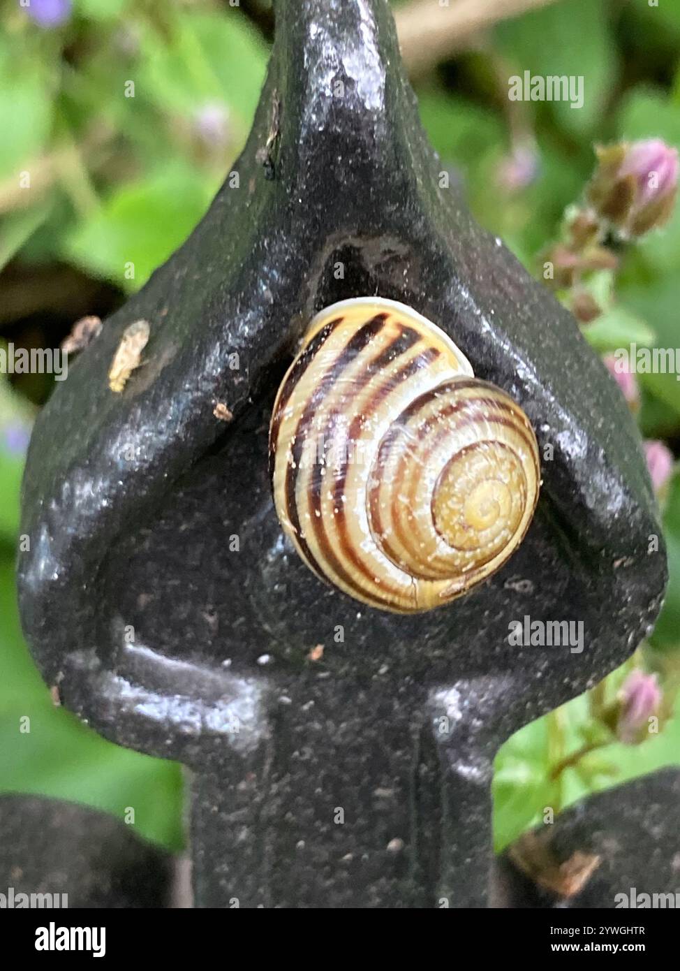 White-lipped Snail (Cepaea hortensis Stock Photo - Alamy