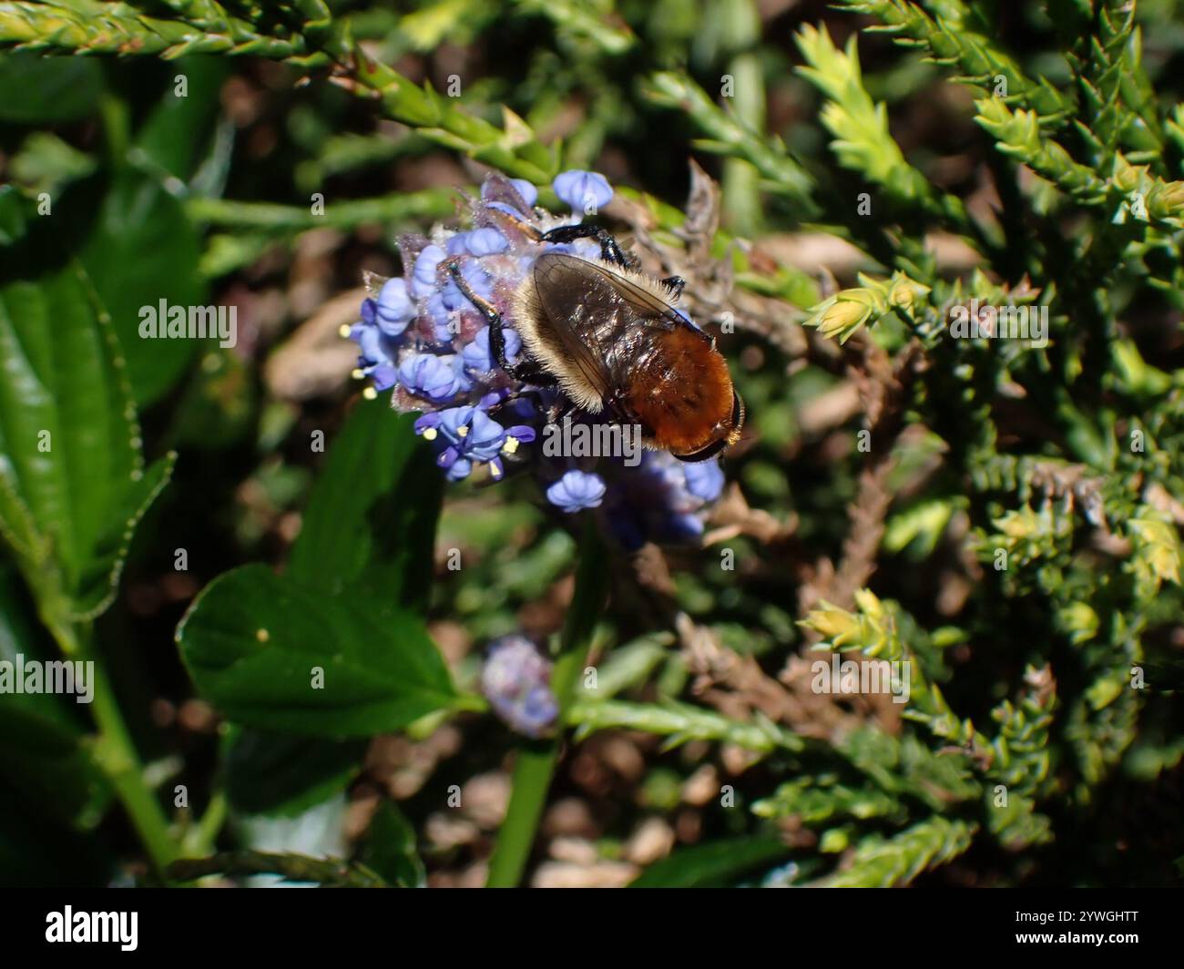 Narcissus Bulb Fly (Merodon equestris Stock Photo - Alamy