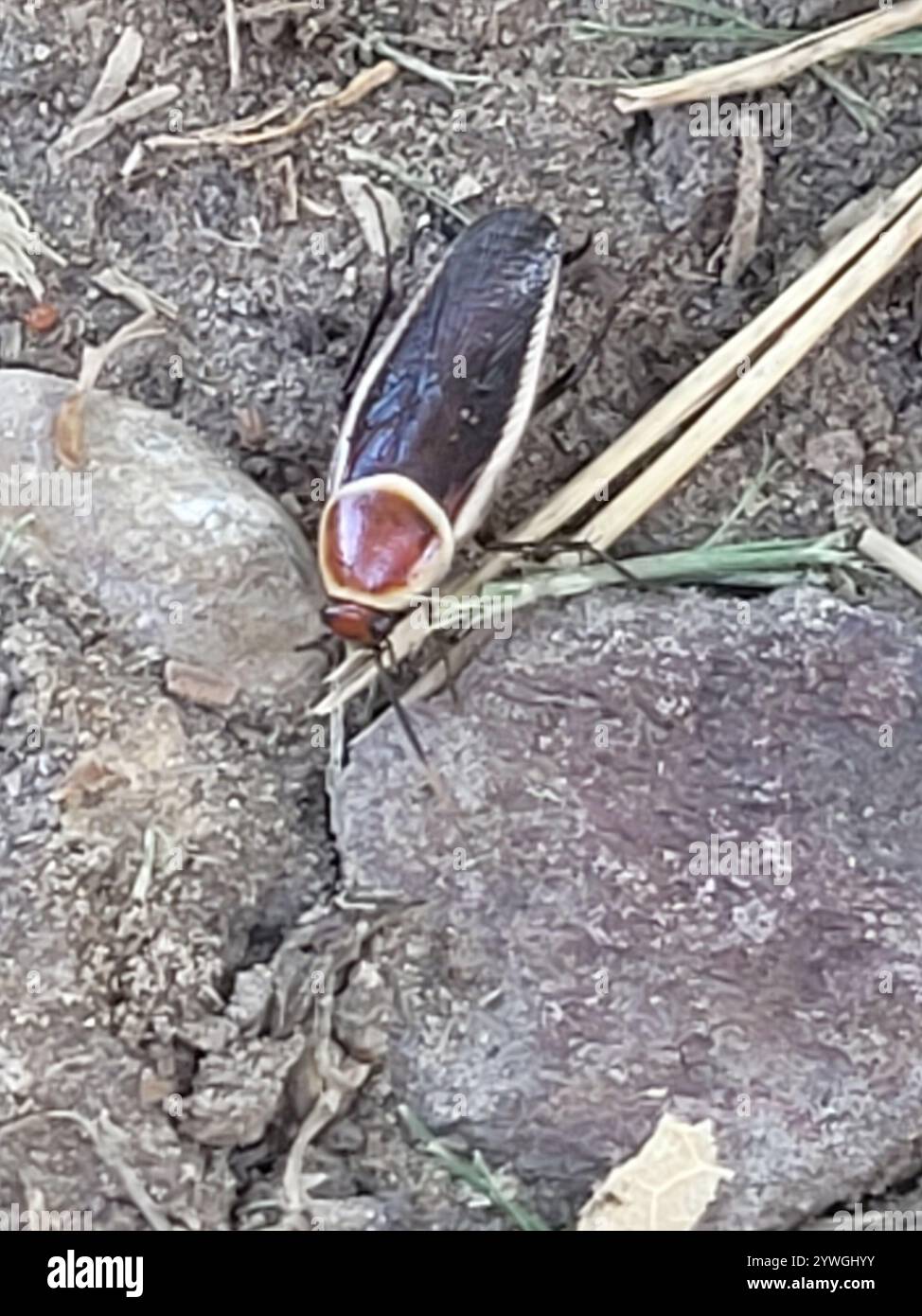 Pale-bordered Field Cockroach (Pseudomops septentrionalis Stock Photo ...