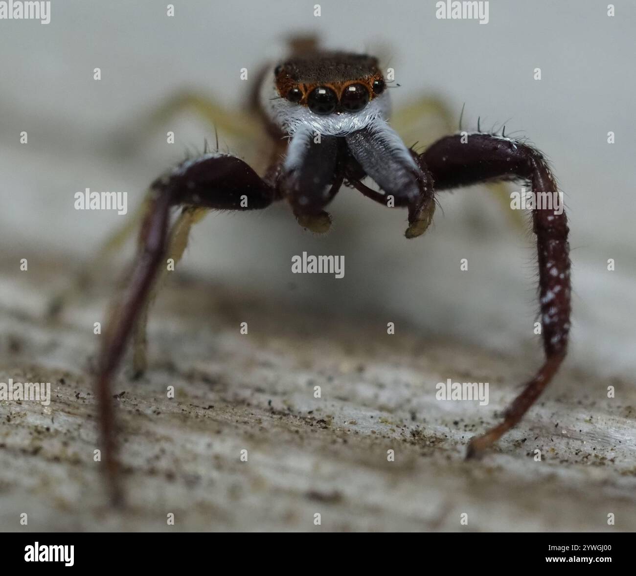 Common Hentz Jumping Spider (Hentzia palmarum Stock Photo - Alamy