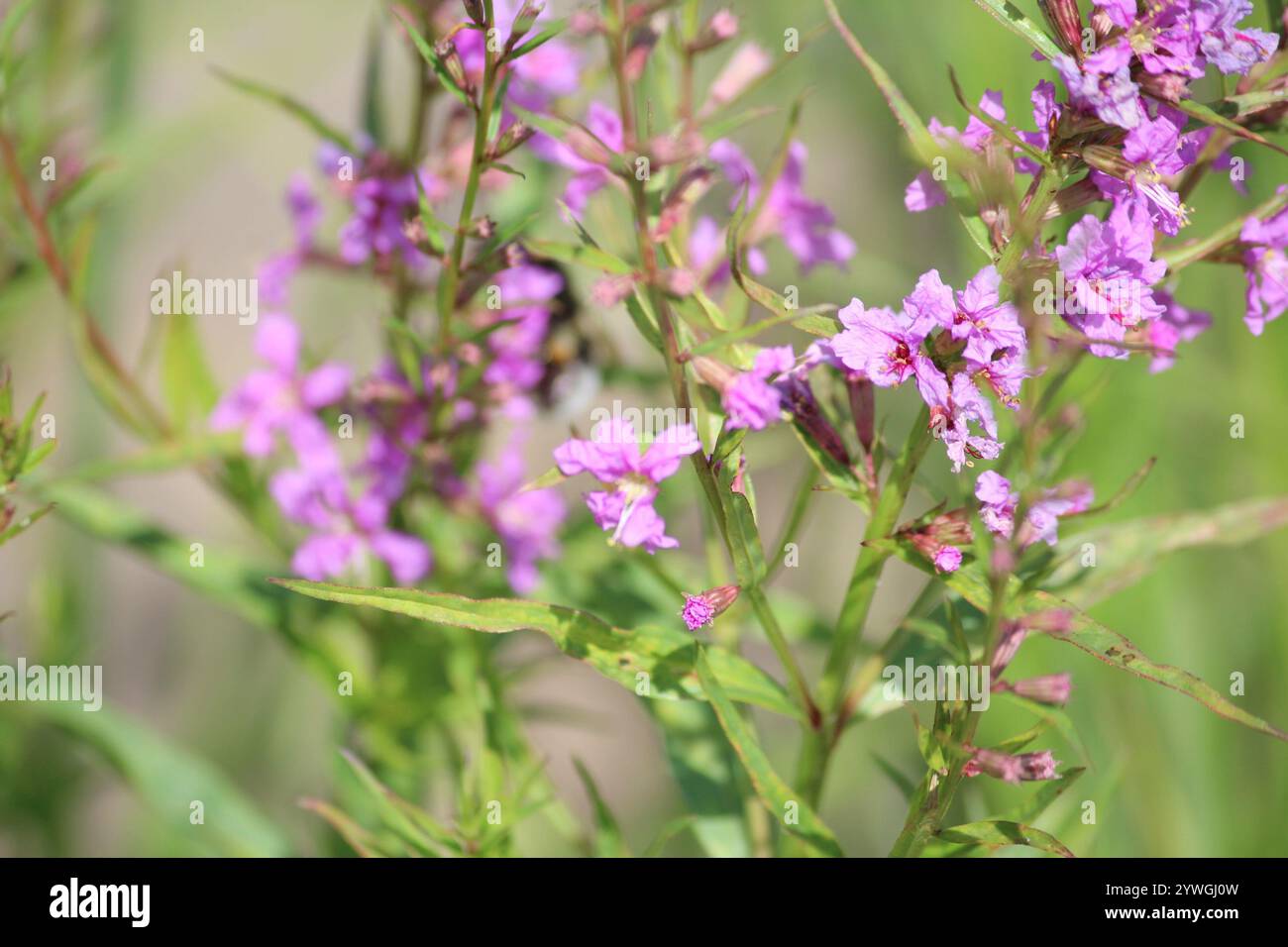 Wanded Loosestrife (Lythrum virgatum Stock Photo - Alamy