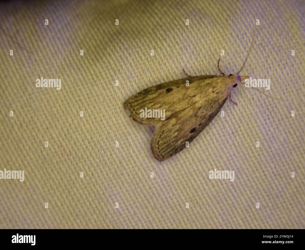 Bee Moth (Aphomia sociella Stock Photo - Alamy