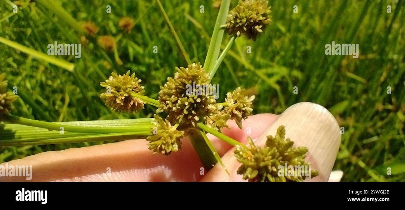 Variable Flatsedge (Cyperus difformis Stock Photo - Alamy