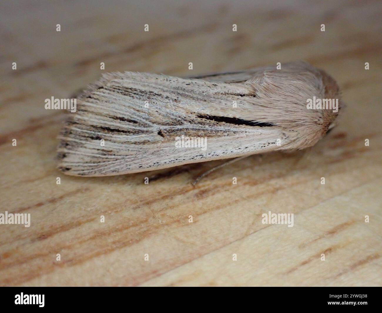 Shoulder-striped Wainscot (Leucania comma Stock Photo - Alamy