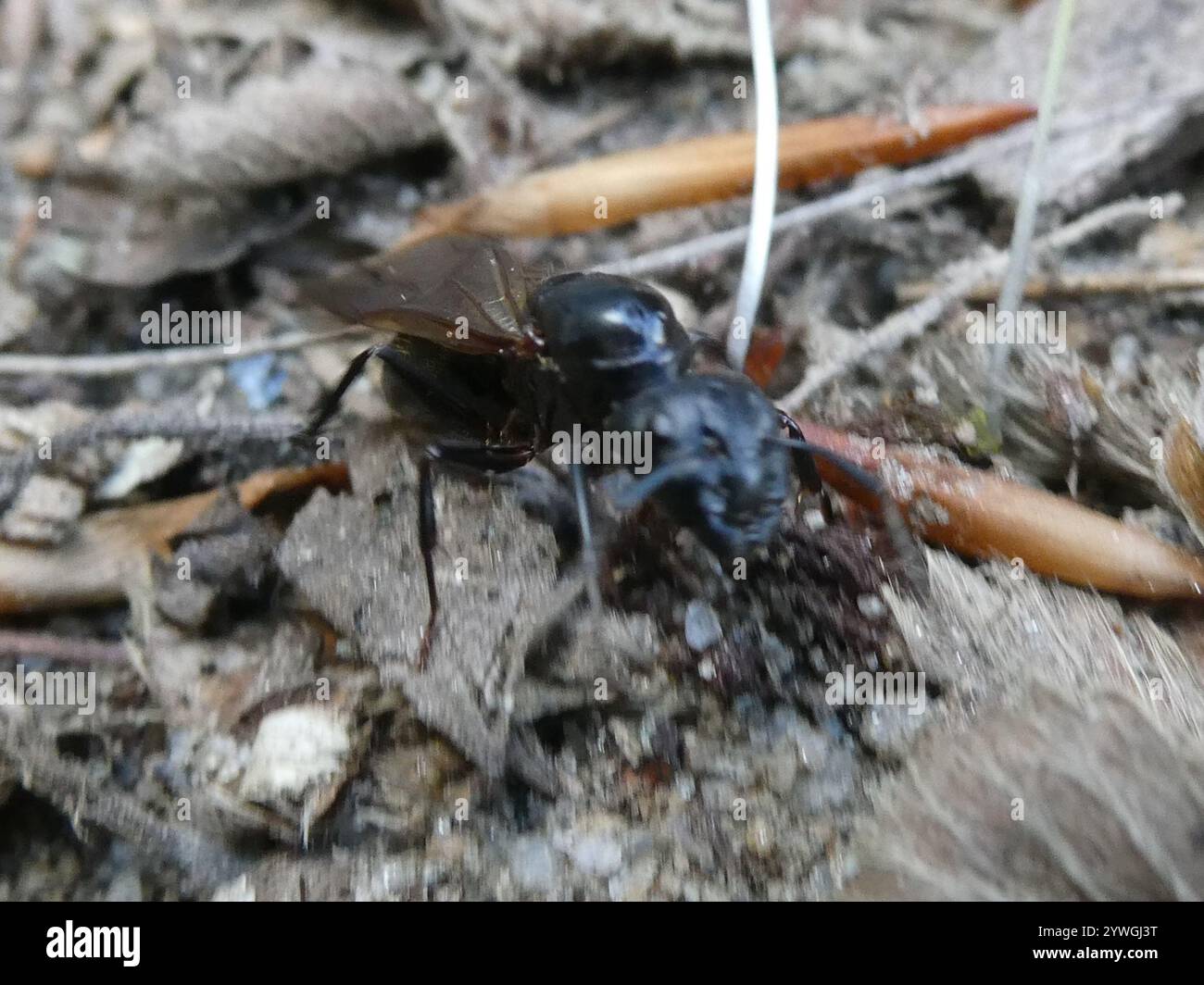 Eastern Black Carpenter Ant (Camponotus pennsylvanicus Stock Photo - Alamy
