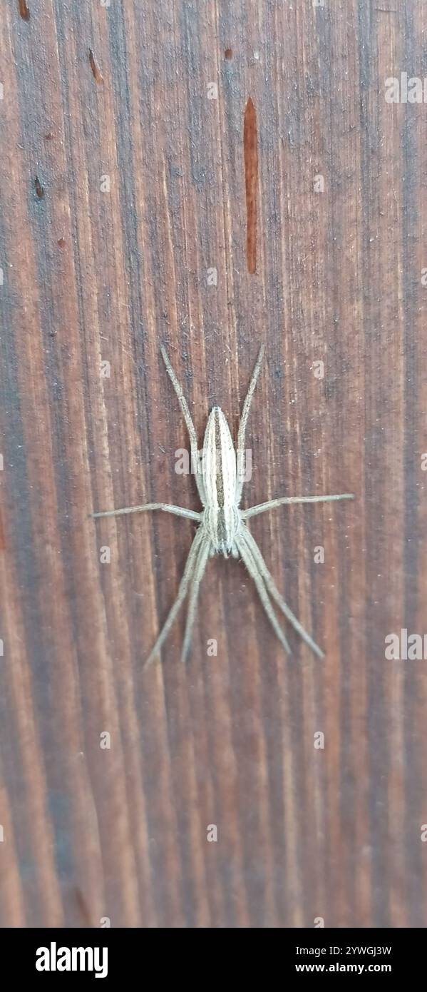Slender Crab Spiders (Tibellus Stock Photo - Alamy