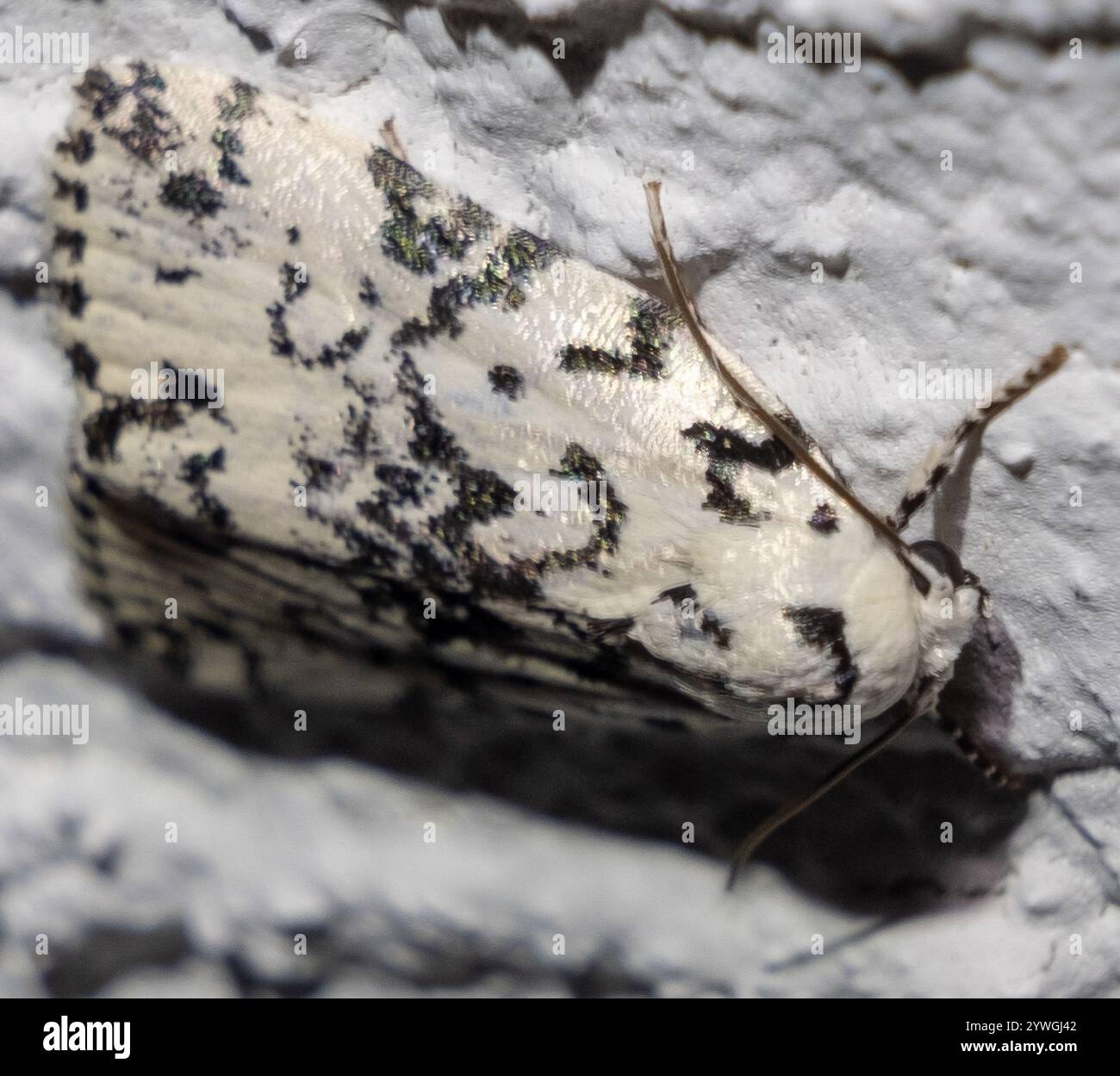 Hebrew Moth (Polygrammate hebraeicum Stock Photo - Alamy