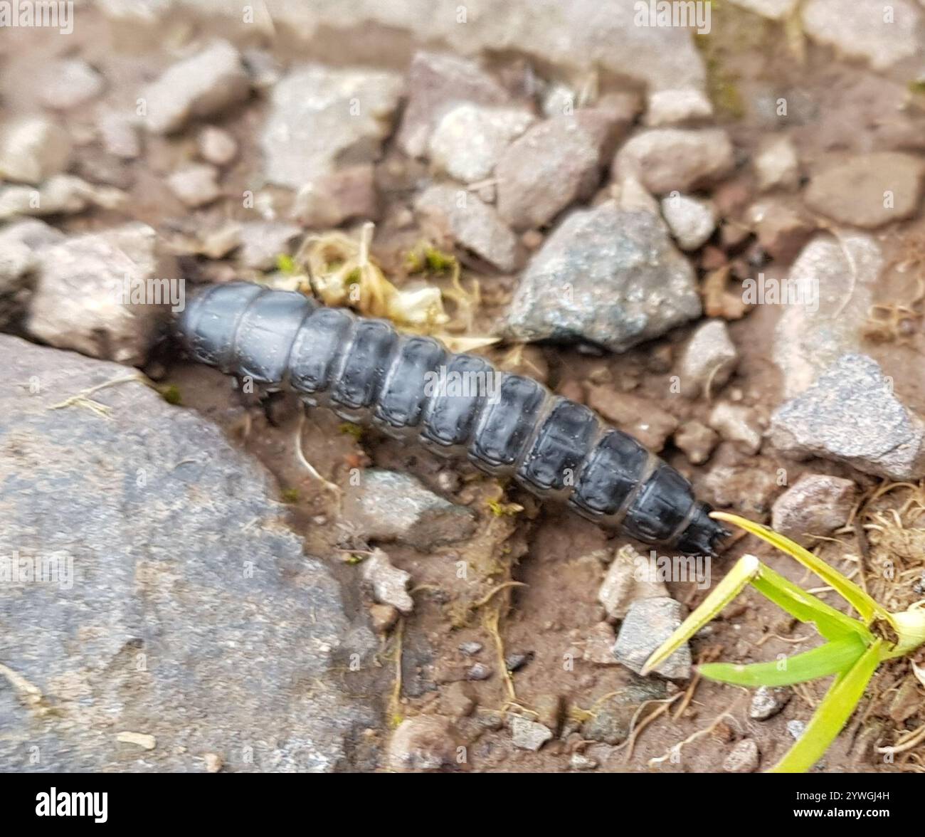 Worm and Slug Hunters (Carabus Stock Photo - Alamy