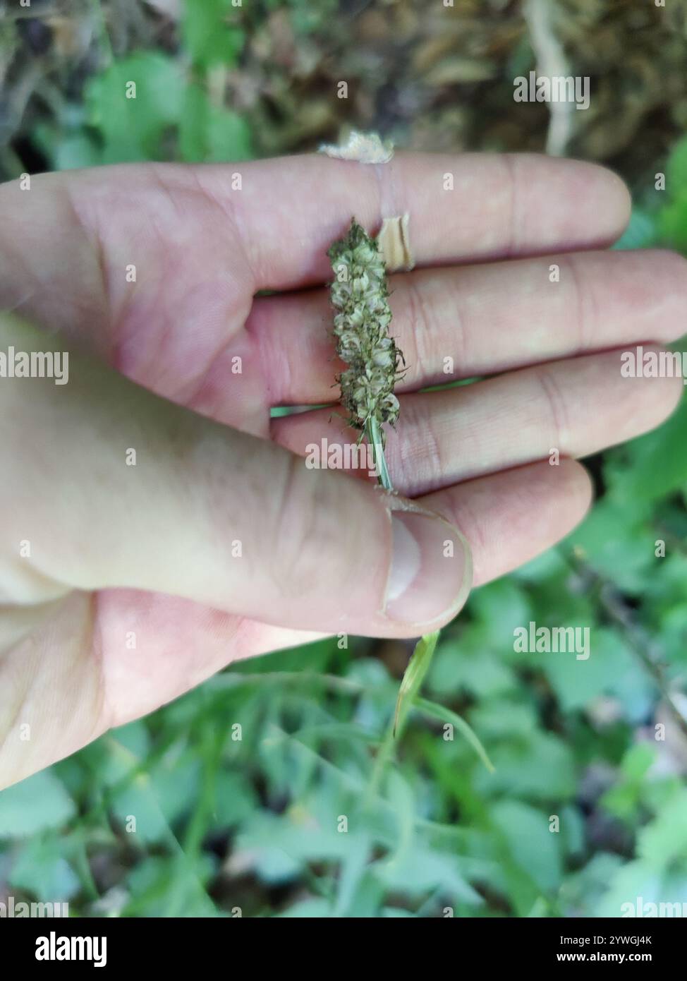 common hedge-nettle (Betonica officinalis Stock Photo - Alamy
