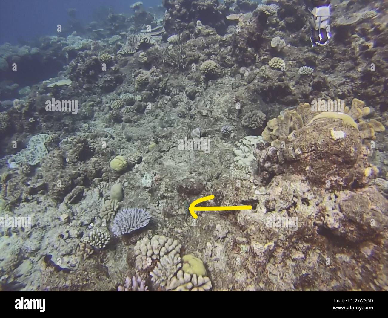 Ray-finned Fishes (Actinopterygii Stock Photo - Alamy