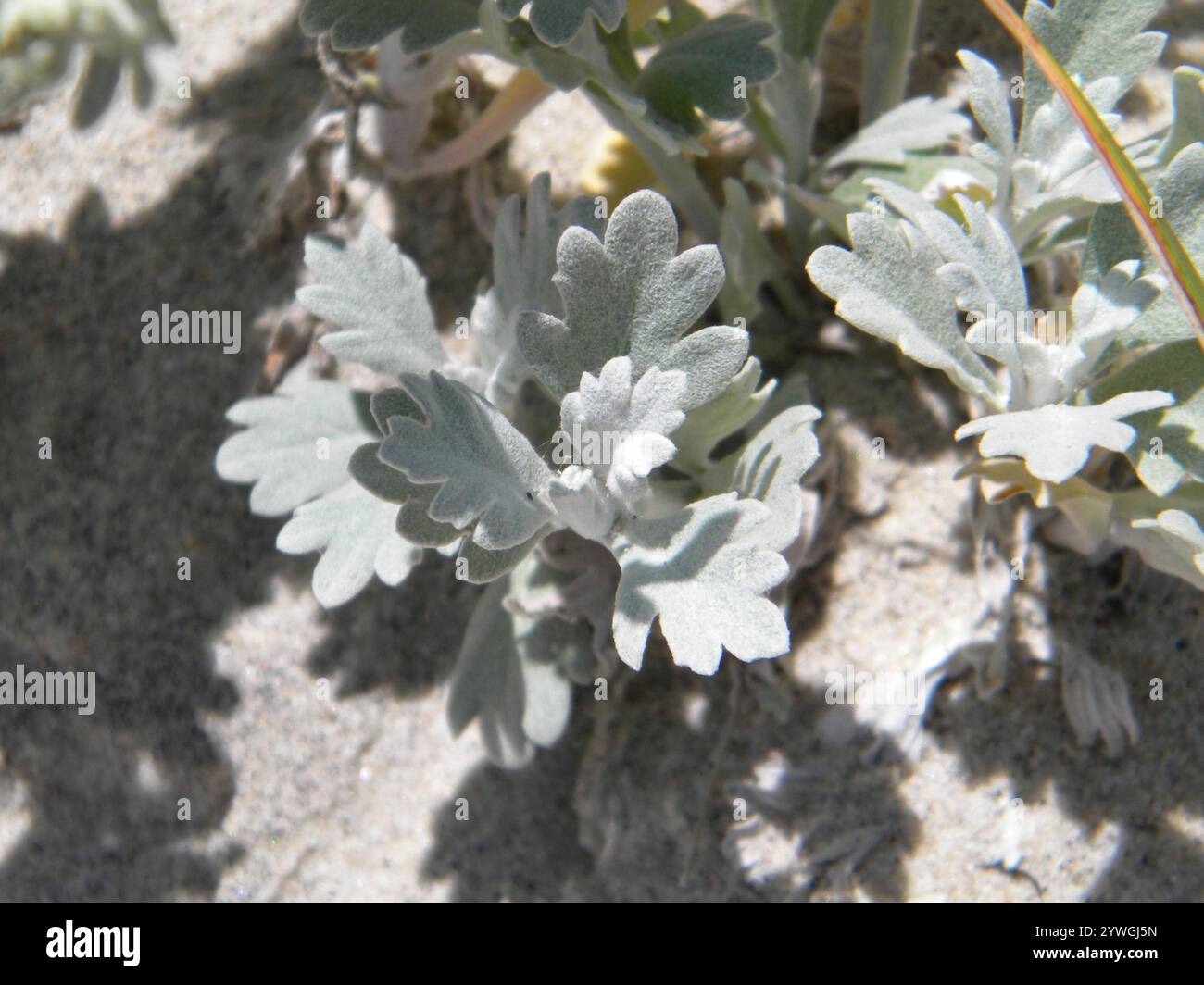 Hoary Mugwort (Artemisia stelleriana Stock Photo - Alamy