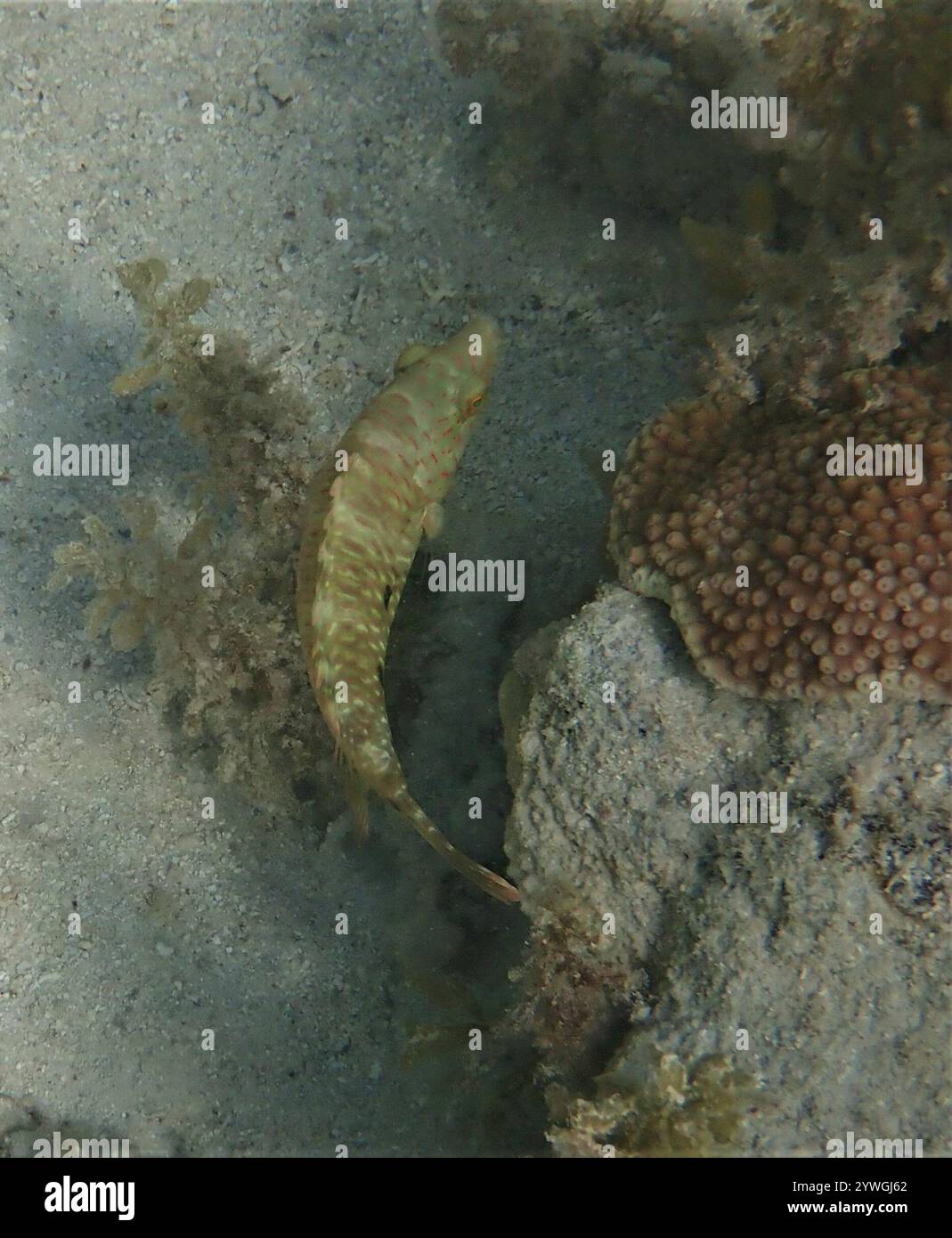 Tripletail Maori Wrasse (Cheilinus trilobatus Stock Photo - Alamy
