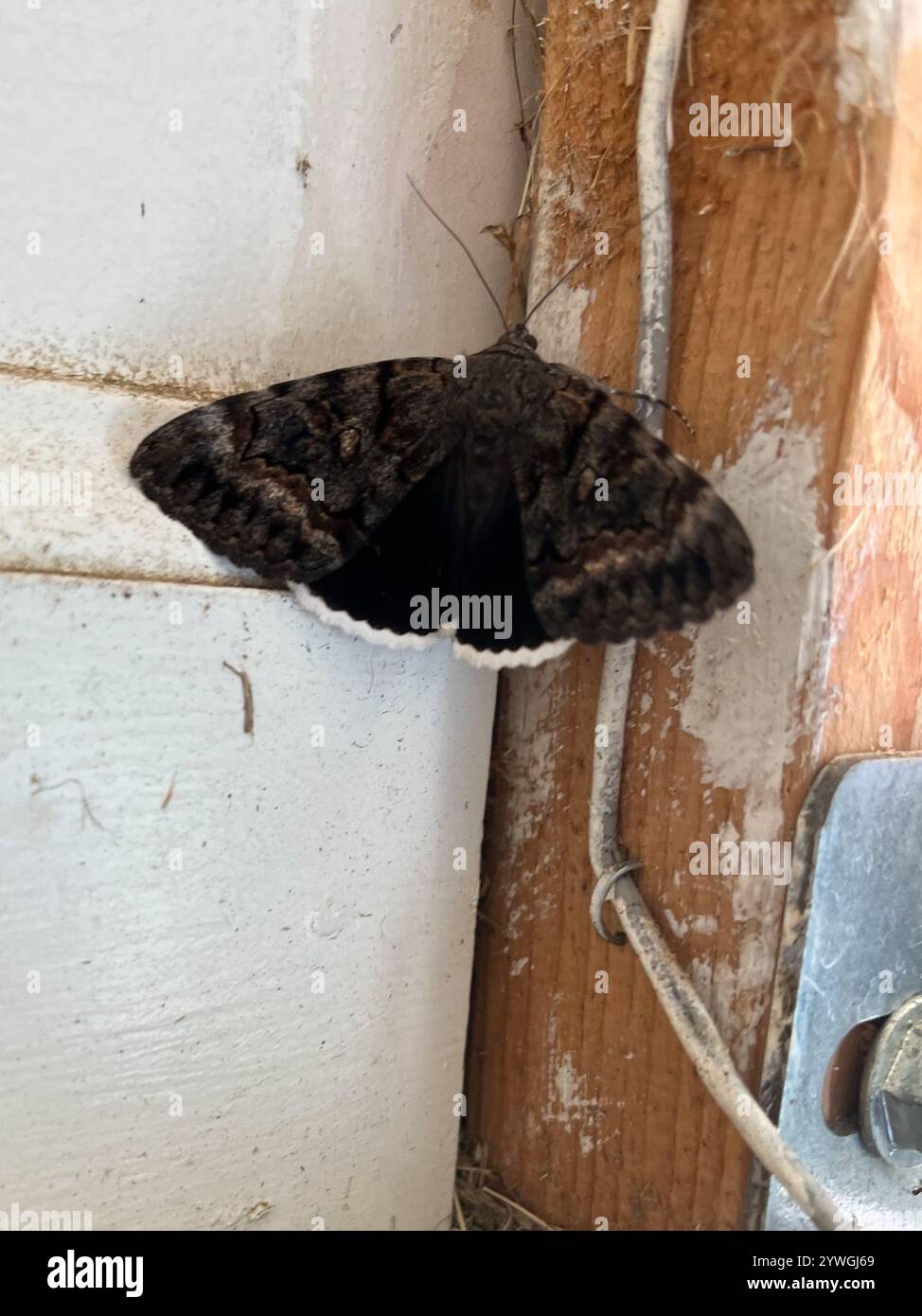 Epione Underwing (Catocala epione Stock Photo - Alamy