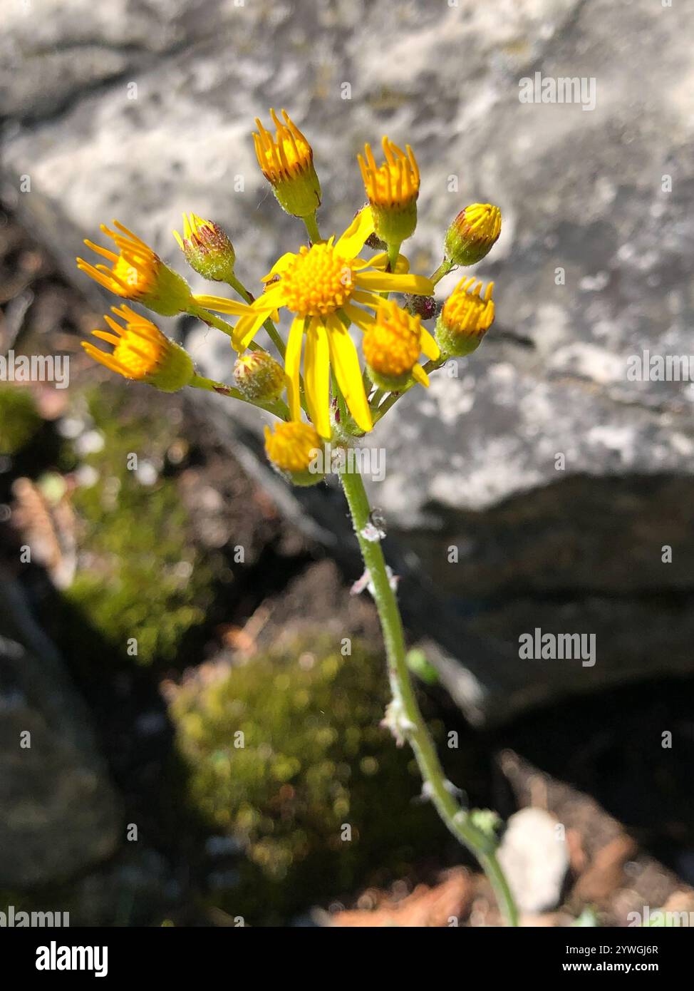 balsam ragwort (Packera paupercula Stock Photo - Alamy