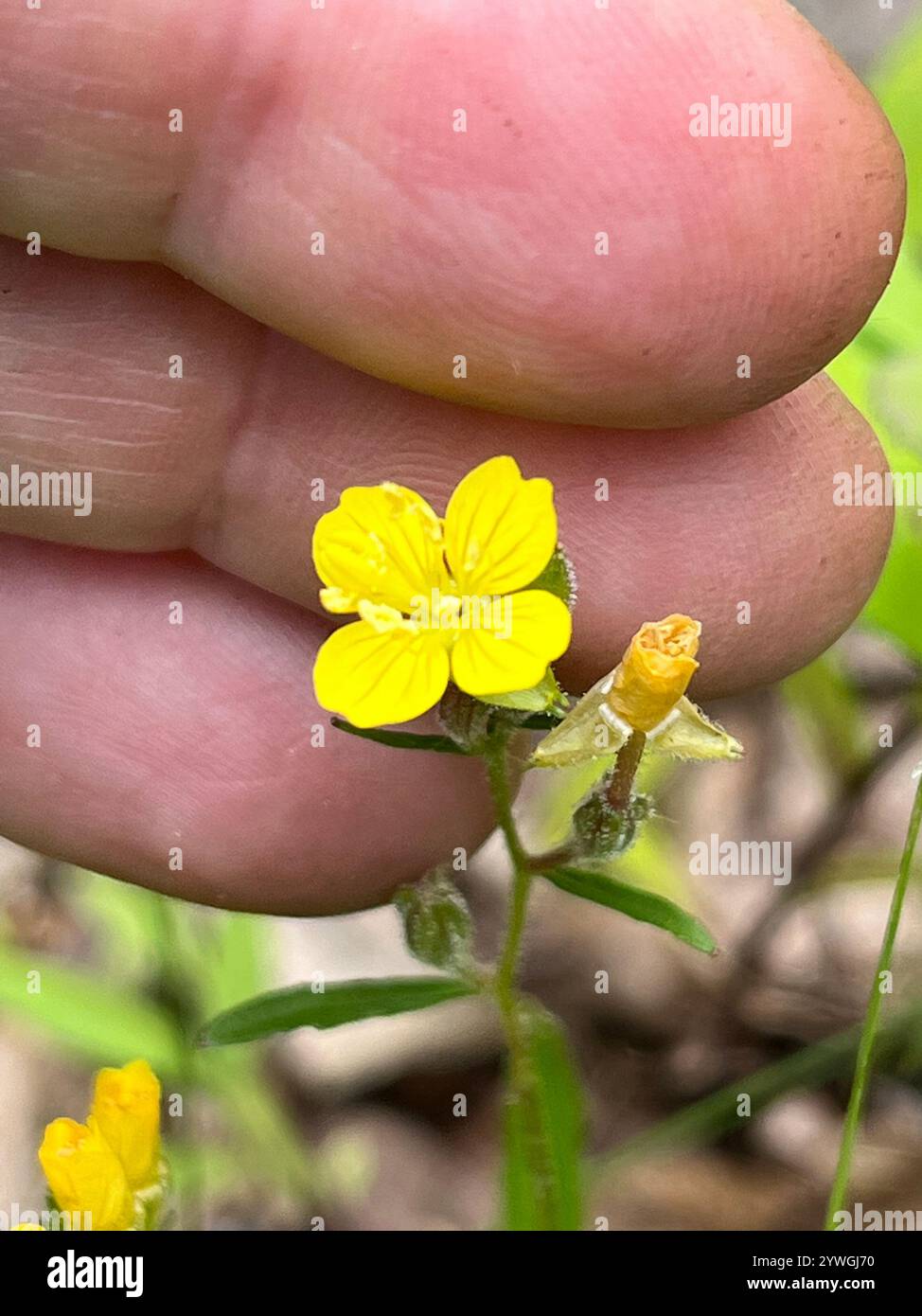 Small Sundrops (Oenothera perennis Stock Photo - Alamy