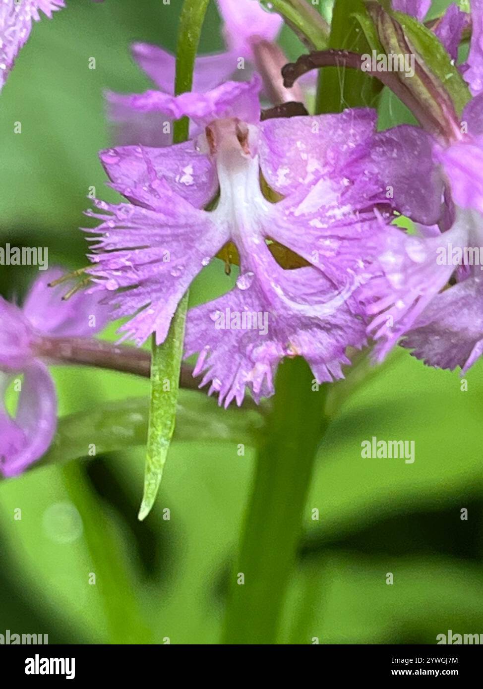 Lesser Purple Fringed Orchid (Platanthera psycodes Stock Photo - Alamy