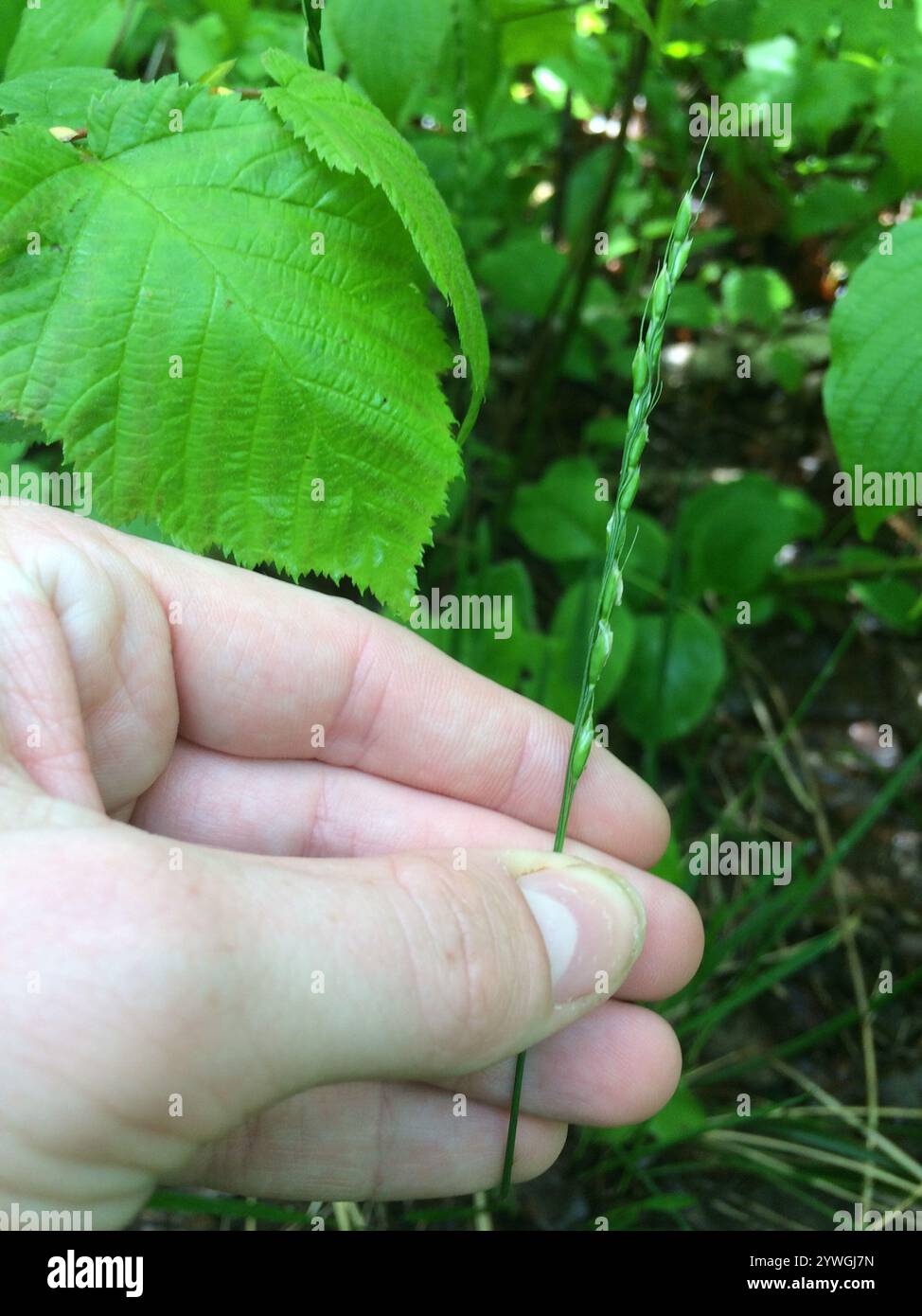 White-grained Mountain-ricegrass (Oryzopsis asperifolia Stock Photo - Alamy