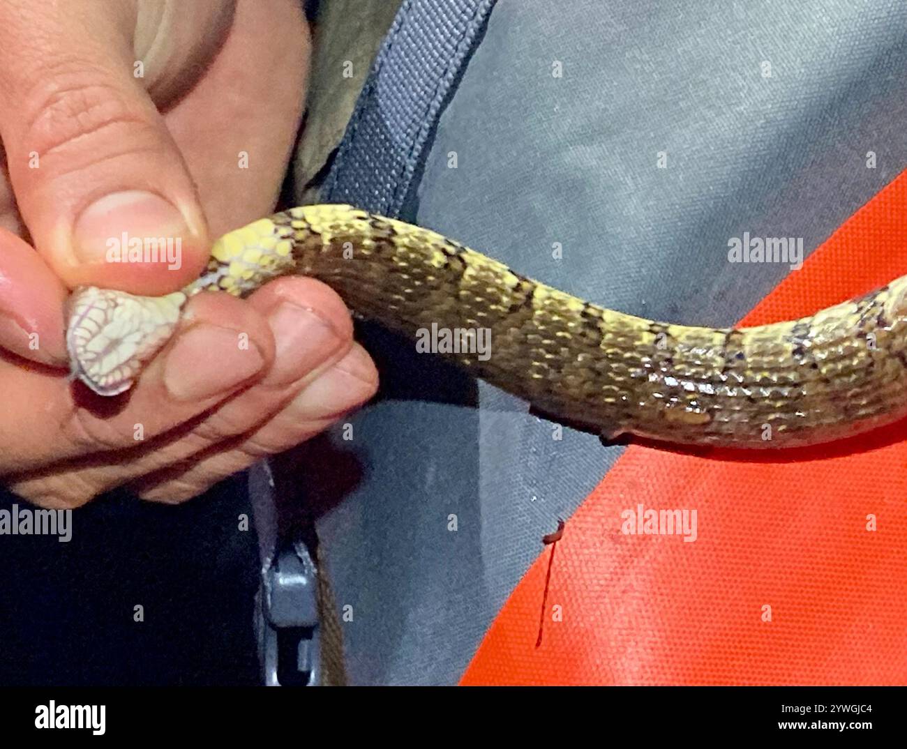 Brown-banded watersnake (Helicops angulatus Stock Photo - Alamy