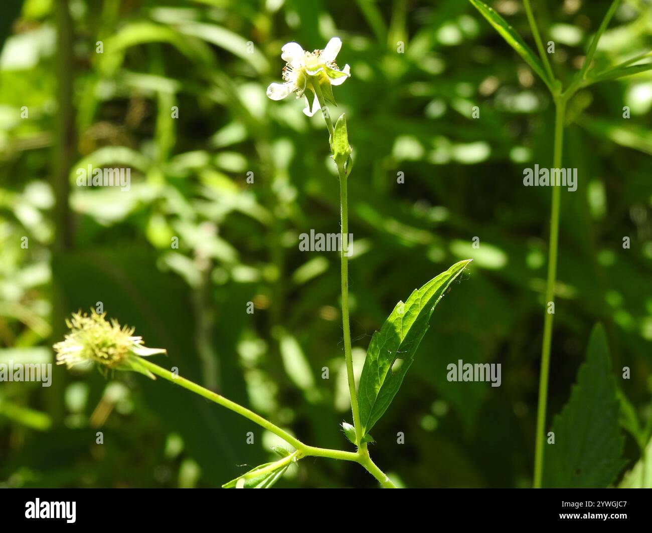 white avens (Geum canadense Stock Photo - Alamy