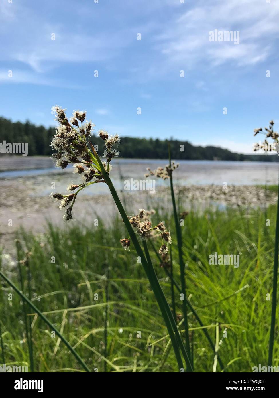 soft-stemmed bulrush (Schoenoplectus tabernaemontani Stock Photo - Alamy
