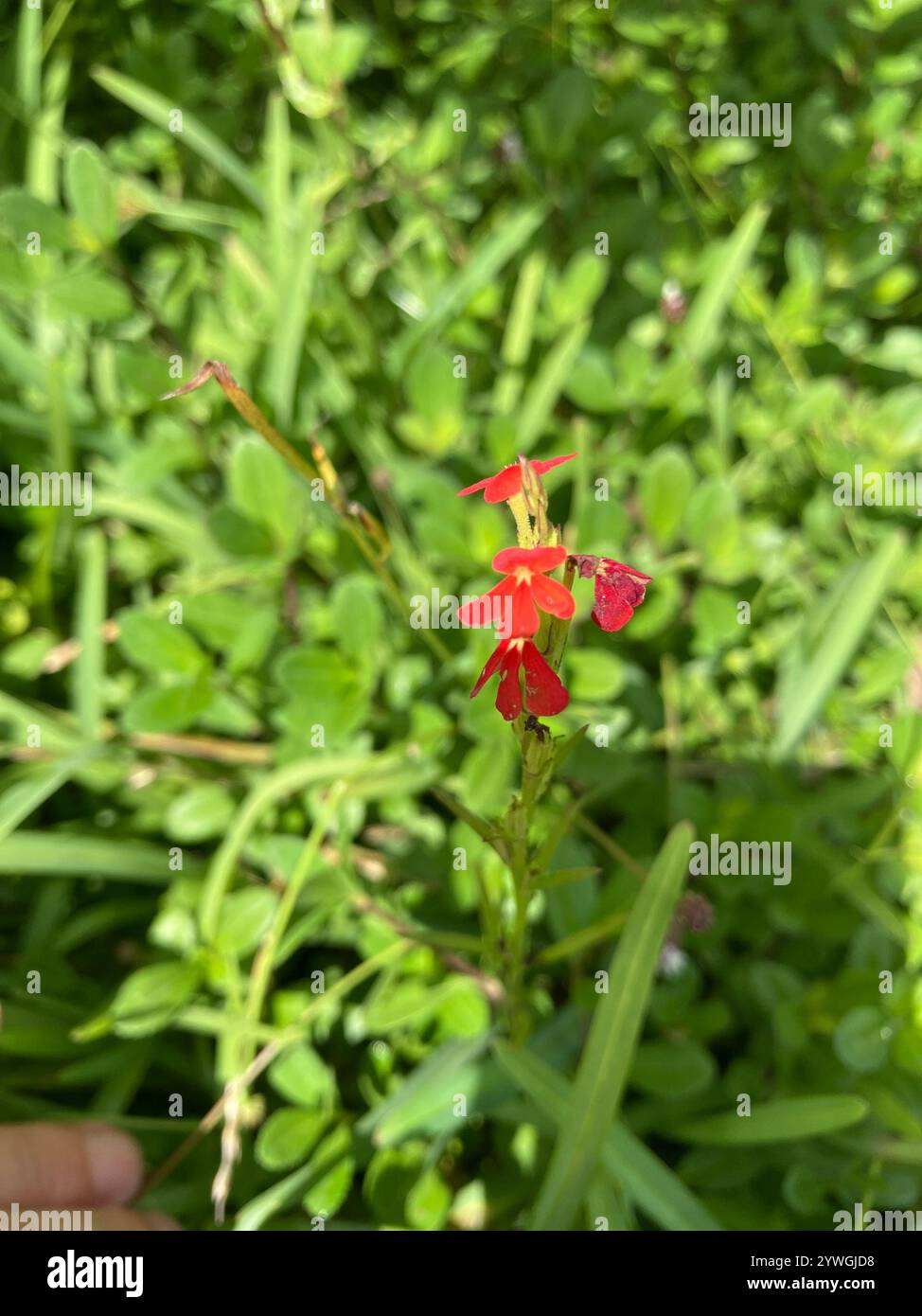 Witchweed (Striga asiatica Stock Photo - Alamy