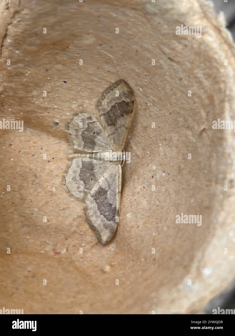 Riband Wave (Idaea aversata Stock Photo - Alamy
