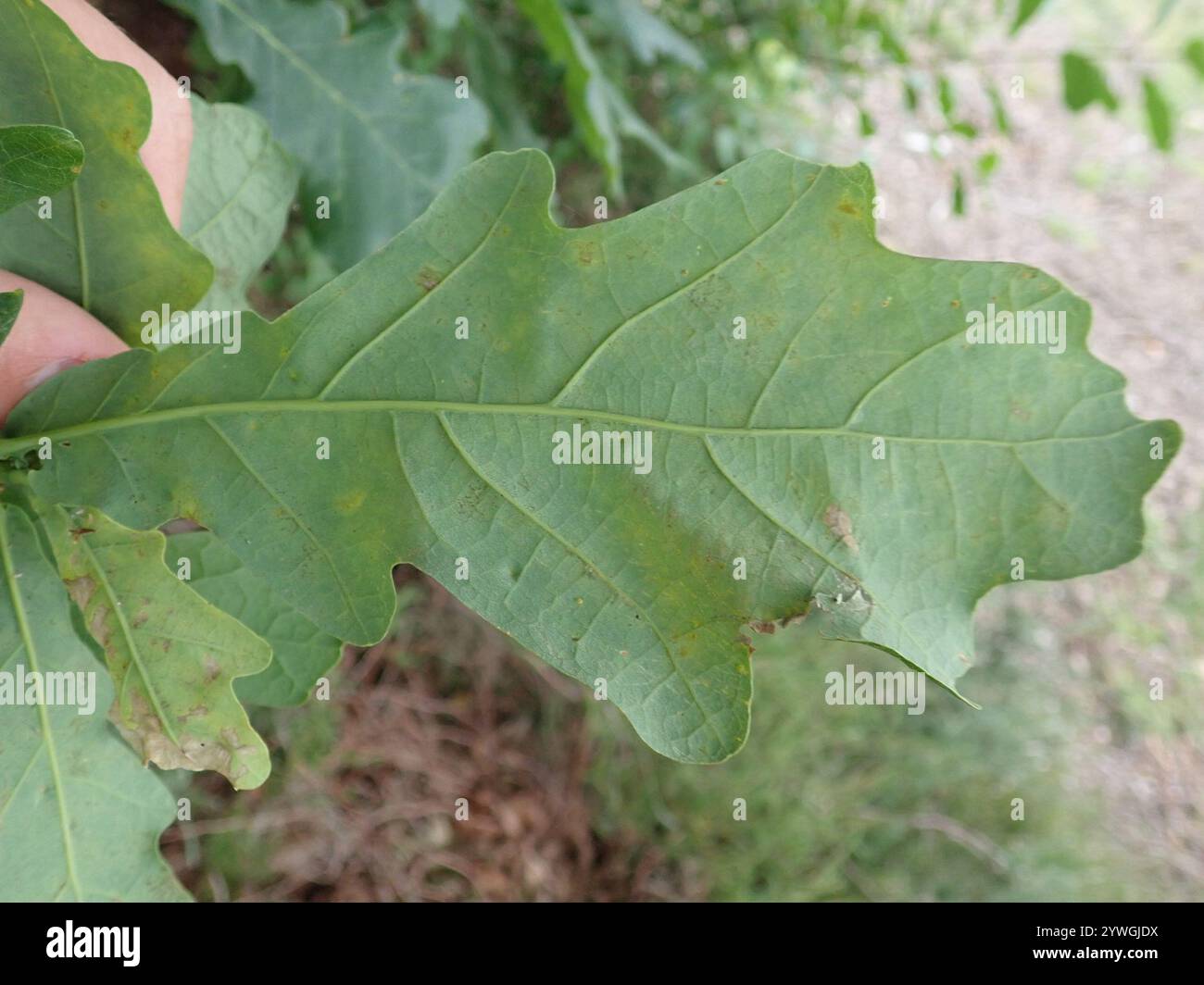 Pedunculate Oak Complex (Quercus robur Stock Photo - Alamy