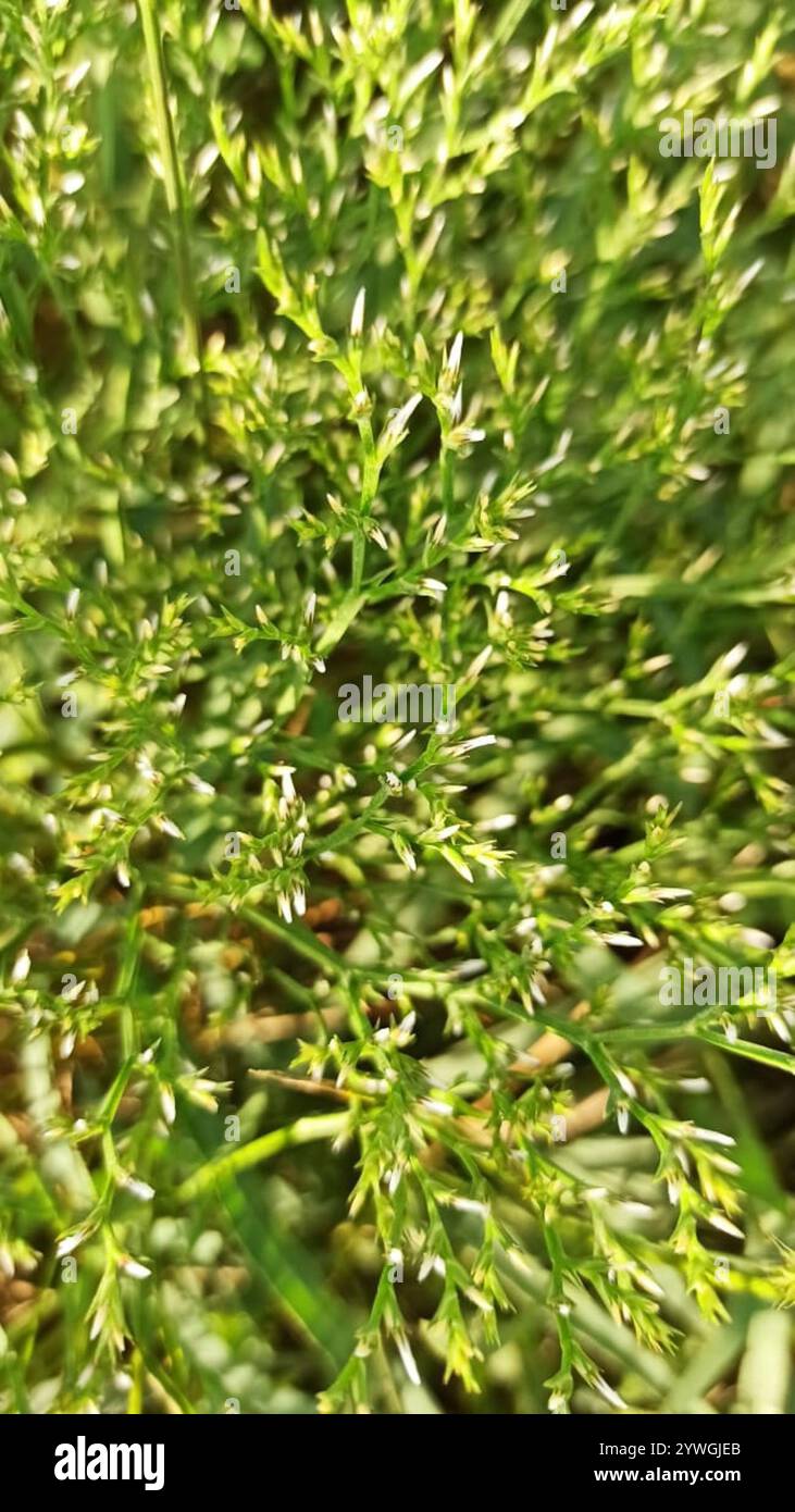German Statice (Goniolimon tataricum Stock Photo - Alamy