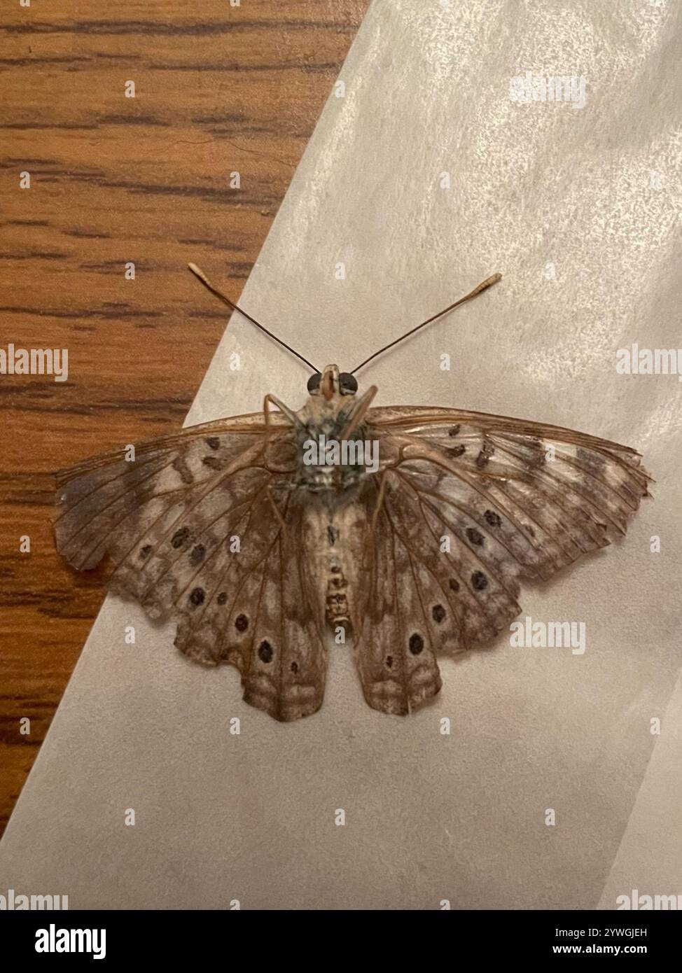 Hackberry Emperor (Asterocampa celtis Stock Photo - Alamy