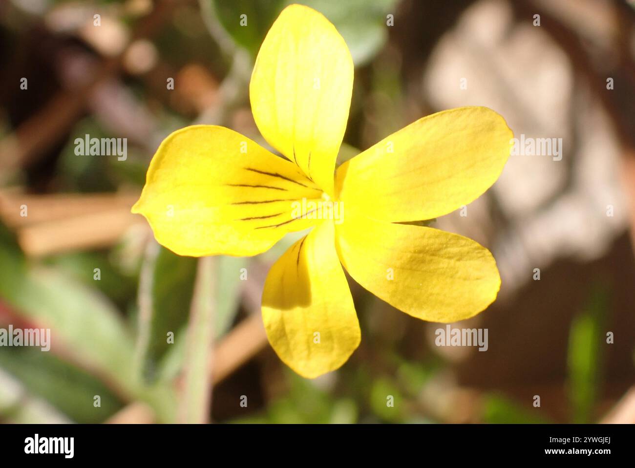 Goosefoot violet (Viola purpurea Stock Photo - Alamy