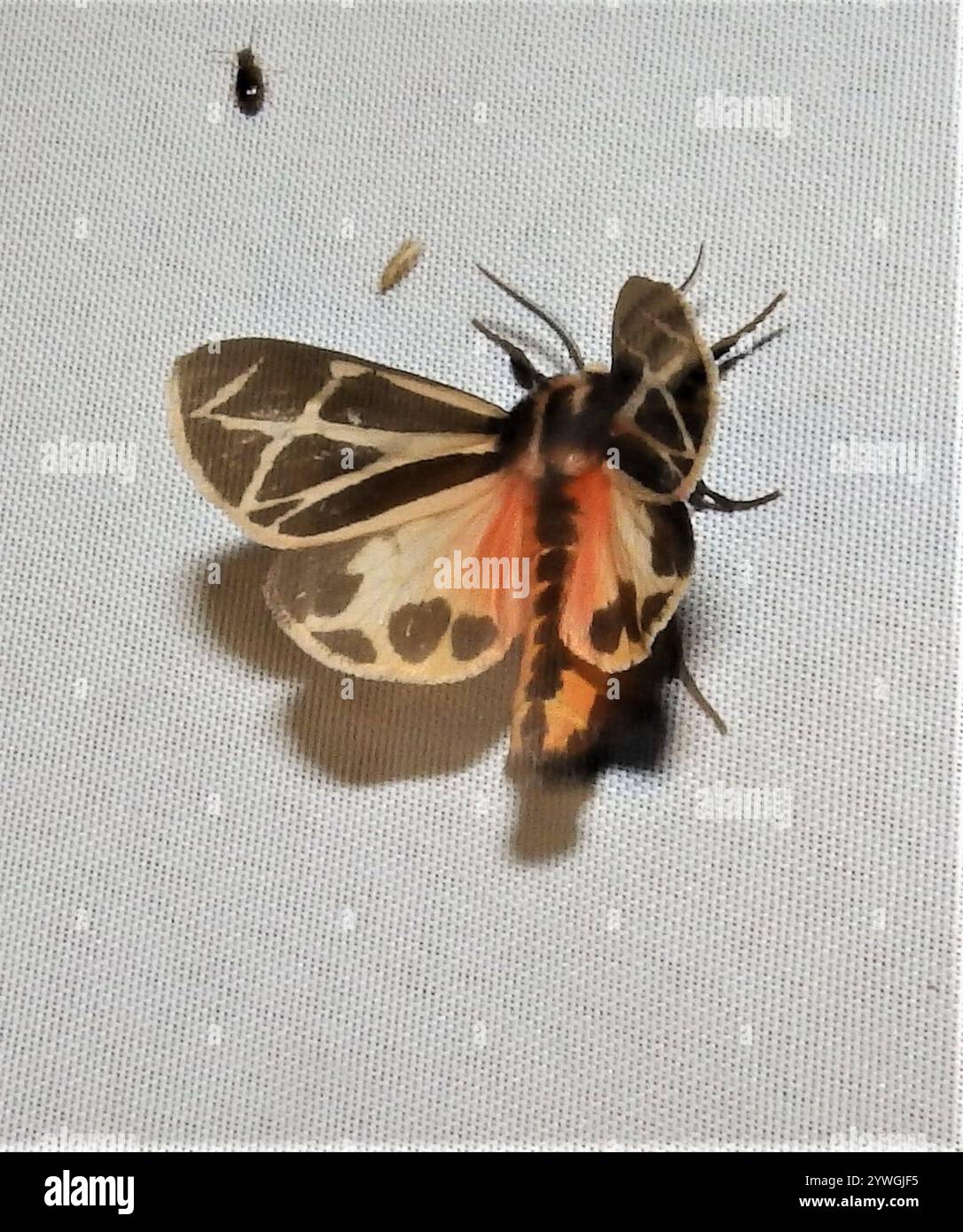 Harnessed Tiger Moth (Apantesis phalerata Stock Photo - Alamy