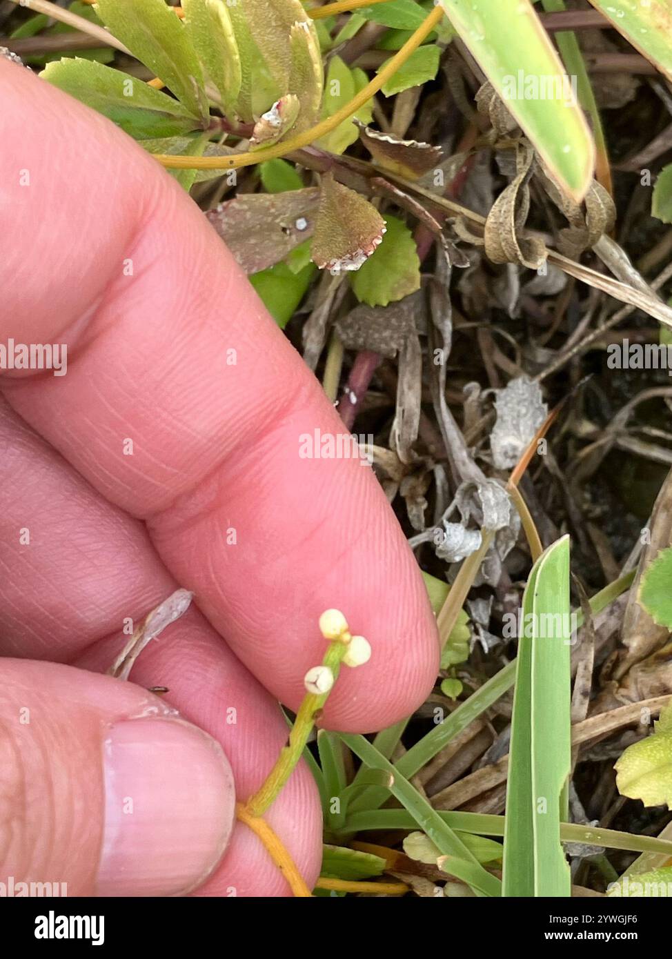 laurel dodder (Cassytha filiformis Stock Photo - Alamy