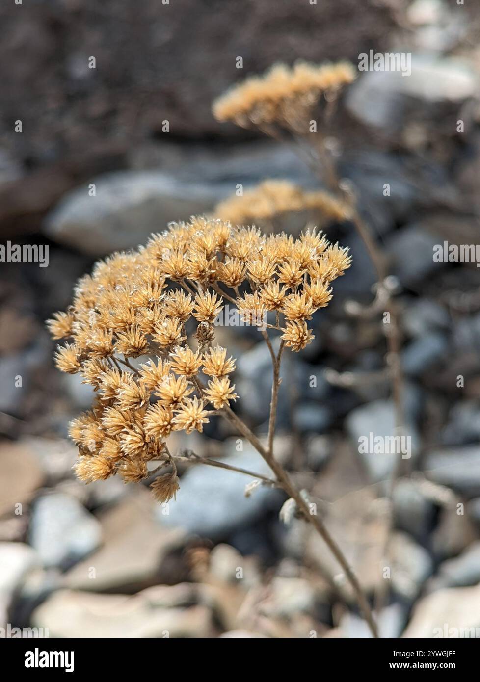 Northern Yarrow (Achillea millefolium borealis Stock Photo - Alamy