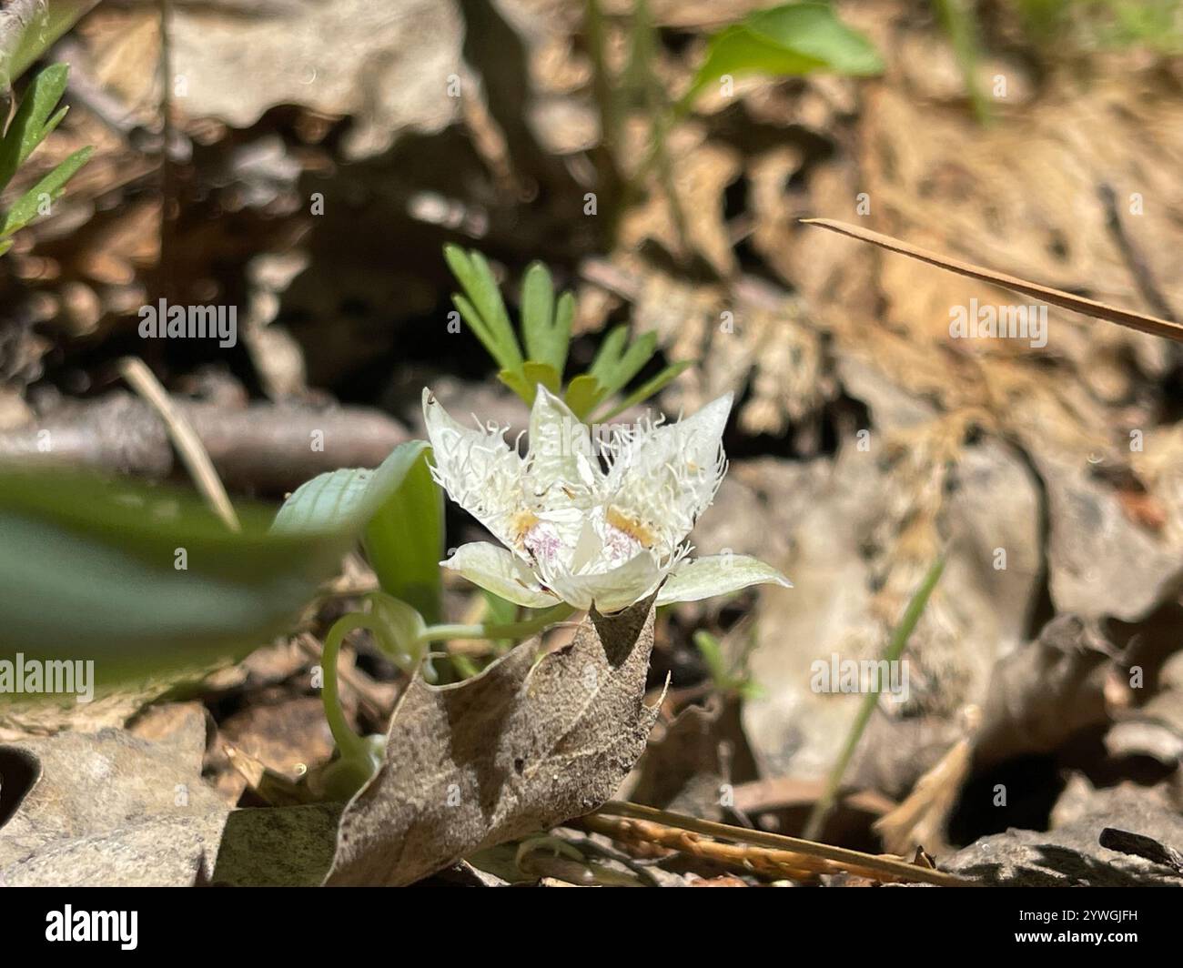 Shirley Meadows star-tulip (Calochortus westonii Stock Photo - Alamy
