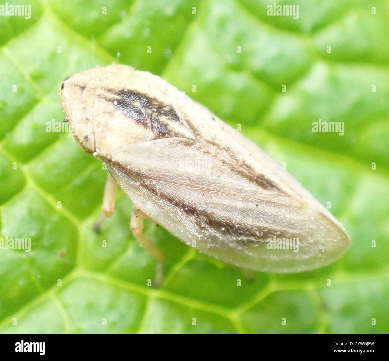 Meadow Spittlebug (Philaenus spumarius Stock Photo - Alamy