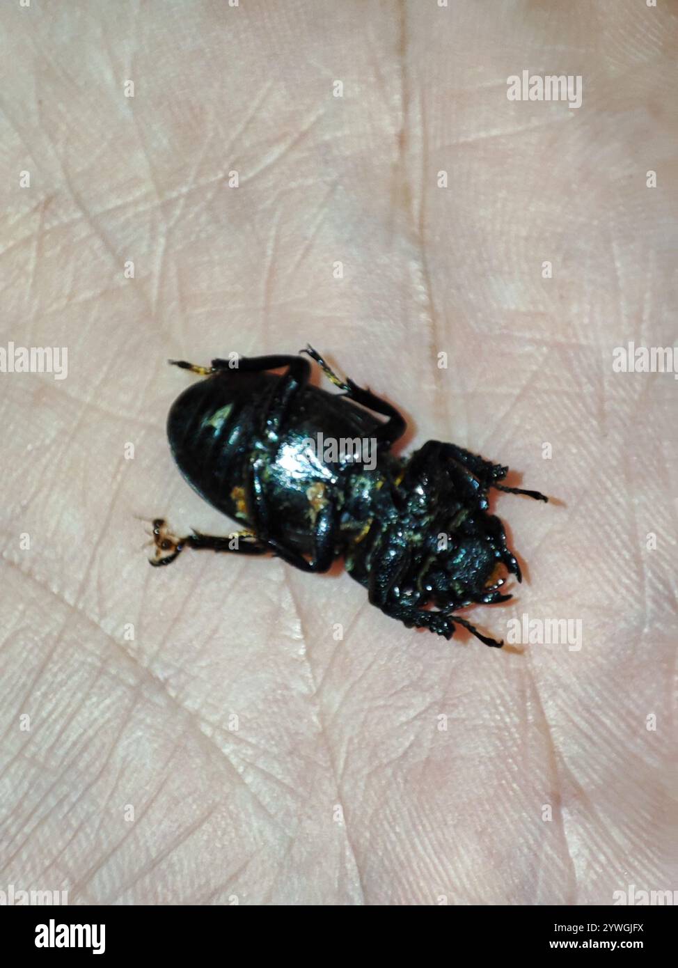 Lesser Stag Beetle (Dorcus parallelipipedus Stock Photo - Alamy