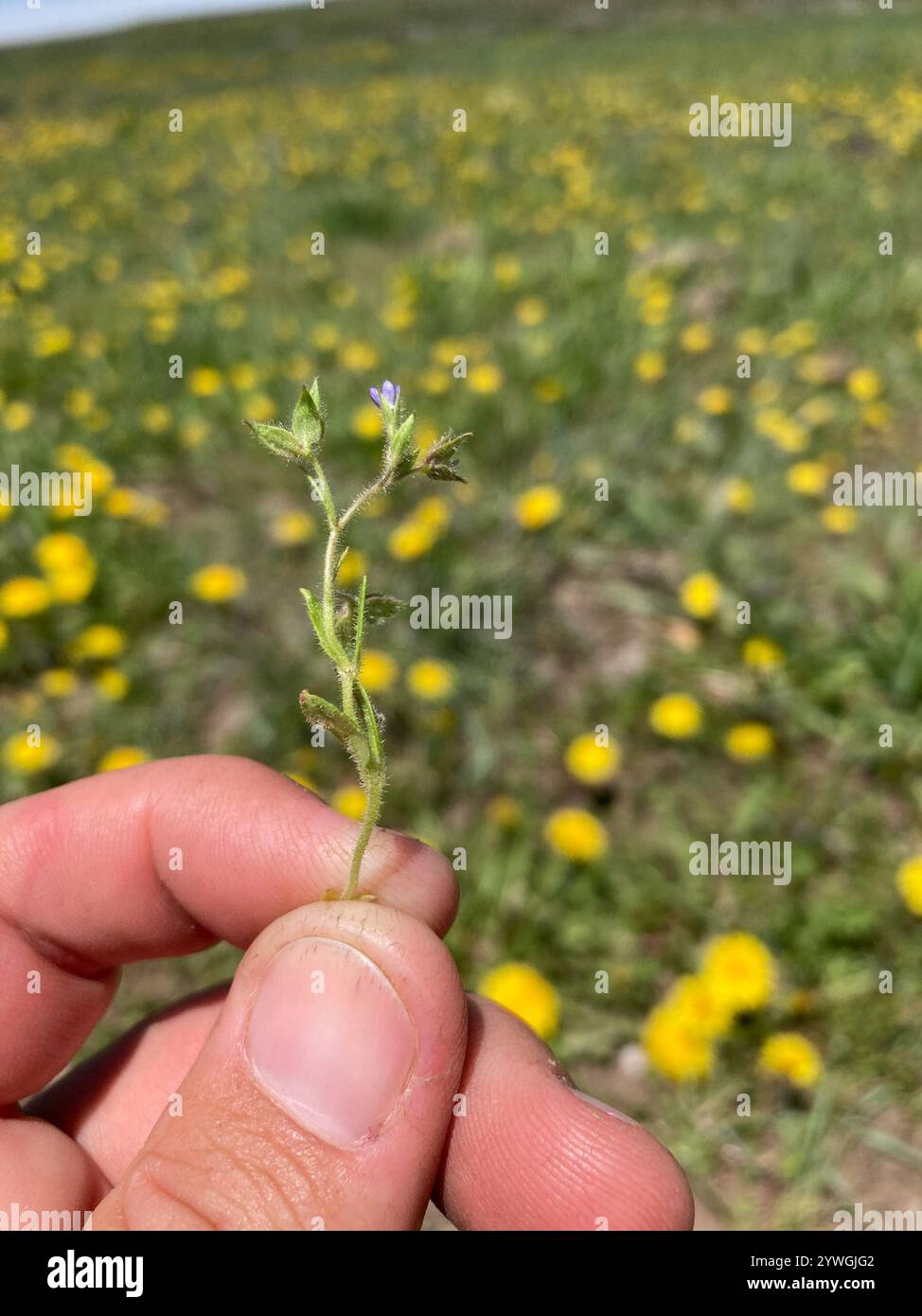 Two lobe hi-res stock photography and images - Alamy