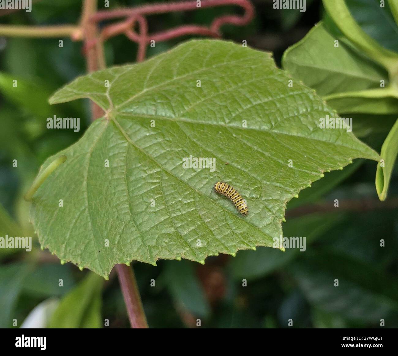 Grapeleaf Skeletonizer Moth (Harrisina americana Stock Photo - Alamy