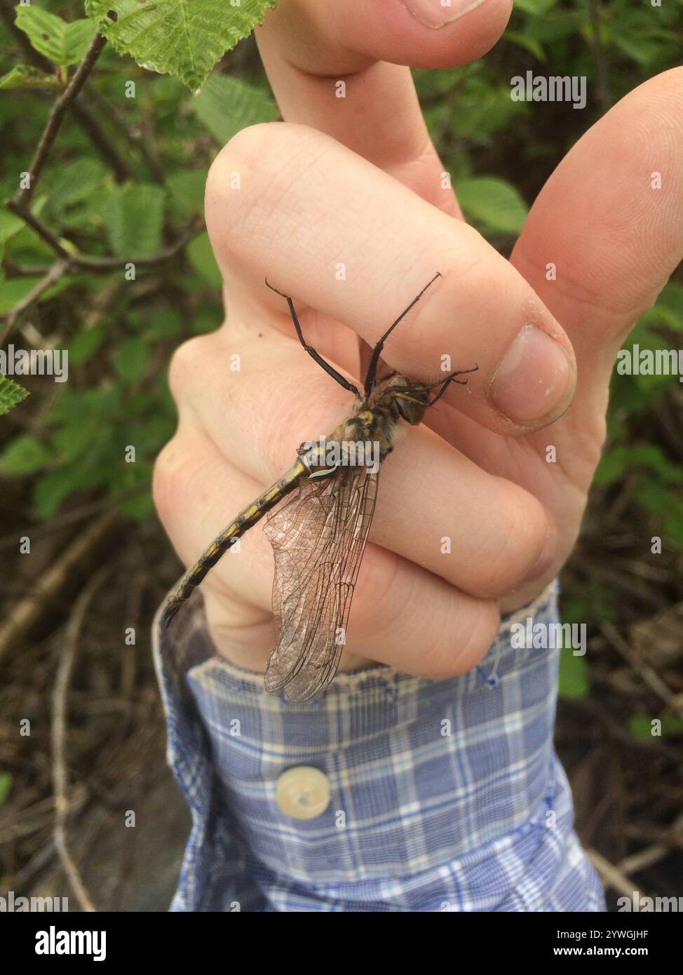 Beaverpond Baskettail (Epitheca canis Stock Photo - Alamy