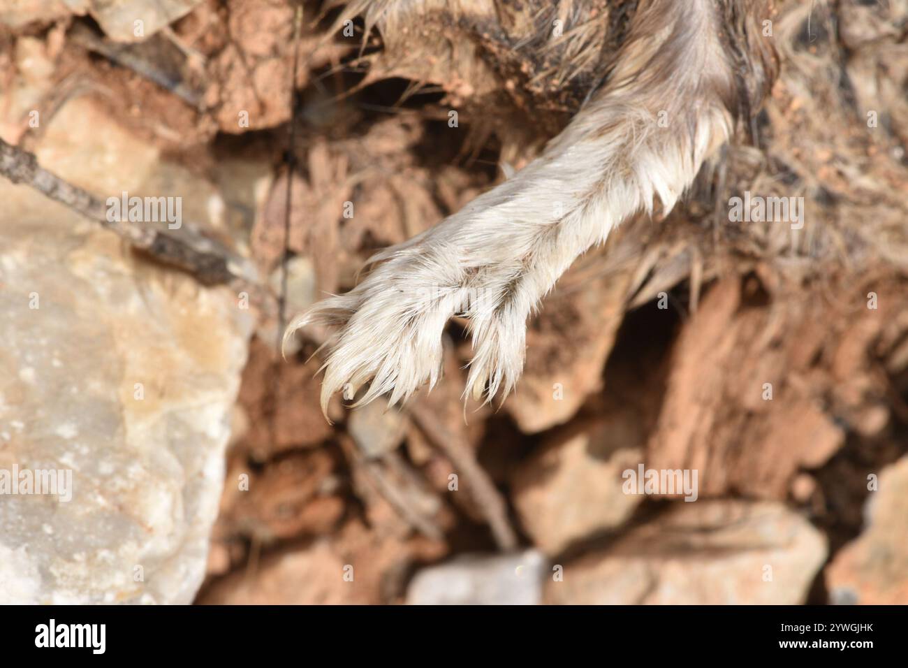 Bushy-tailed Woodrat (Neotoma cinerea Stock Photo - Alamy