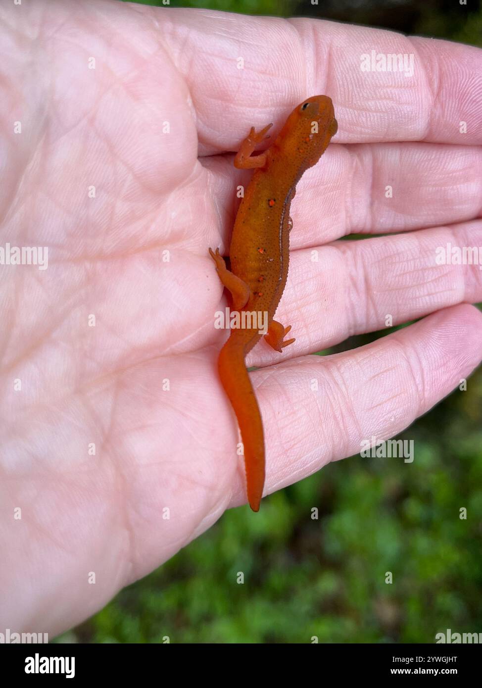 Eastern Newt (Notophthalmus viridescens Stock Photo - Alamy