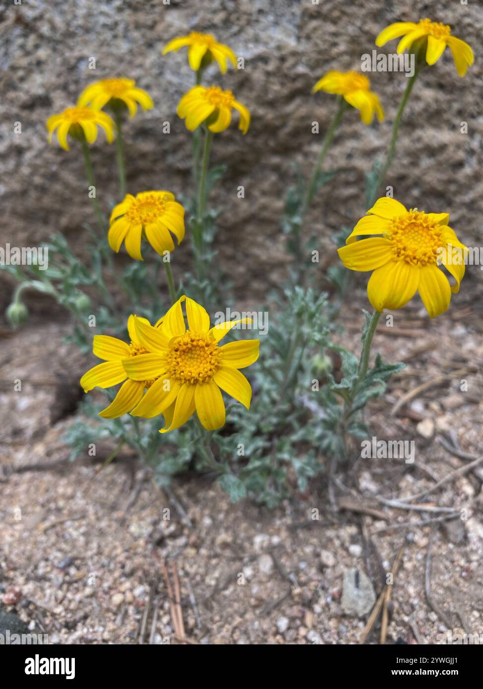 common woolly sunflower (Eriophyllum lanatum Stock Photo - Alamy