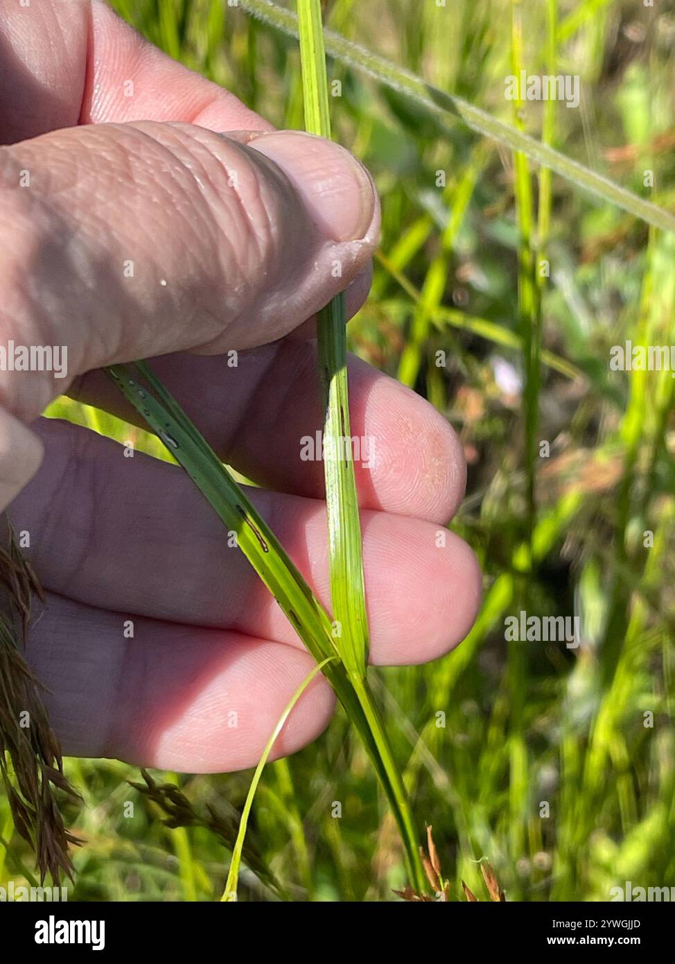 nodding beaksedge (Rhynchospora inexpansa Stock Photo - Alamy