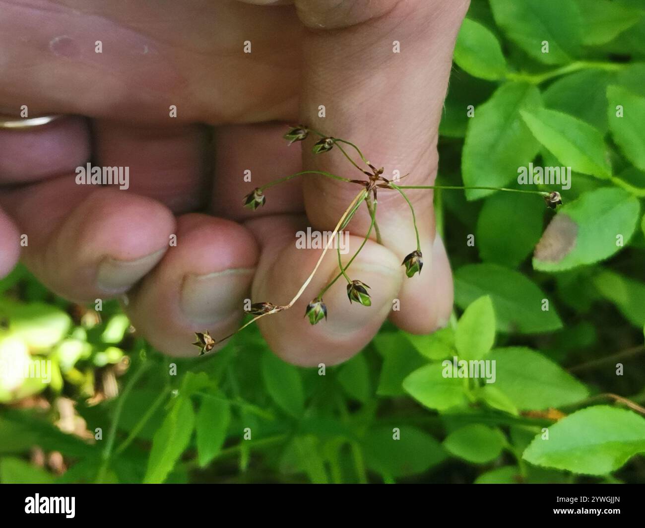 Hairy Woodrush (Luzula pilosa Stock Photo - Alamy