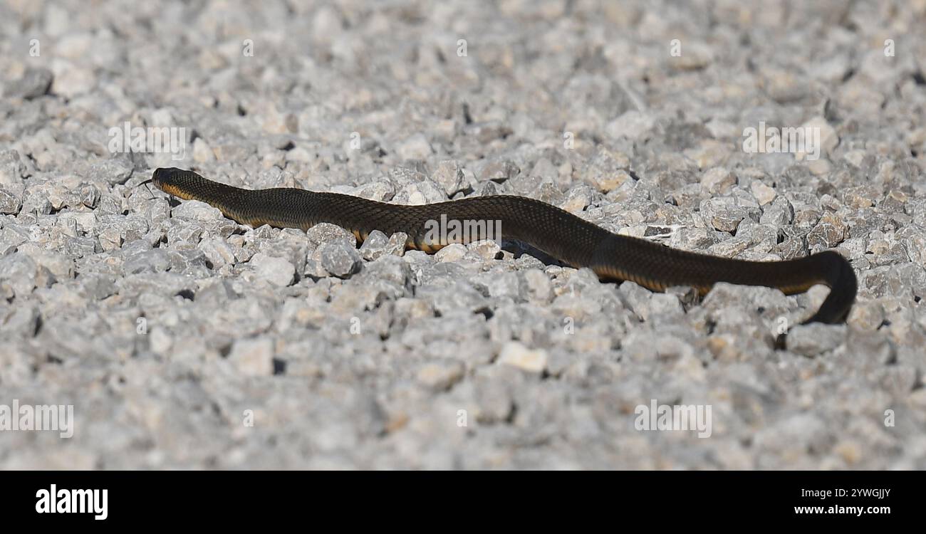 Plain-bellied Watersnake (Nerodia erythrogaster Stock Photo - Alamy