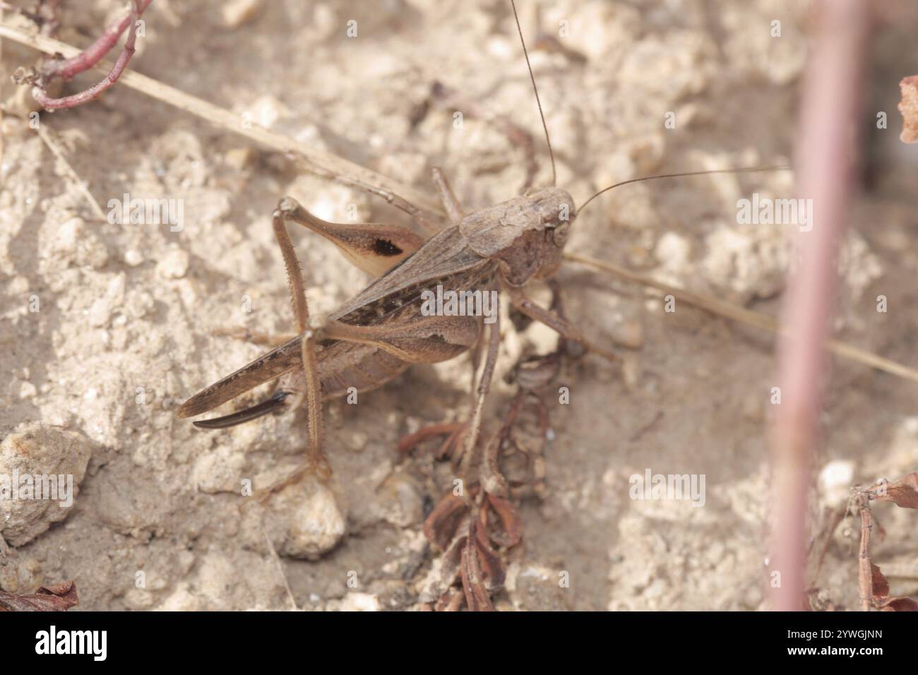 Grey Bush-cricket (Platycleis albopunctata Stock Photo - Alamy