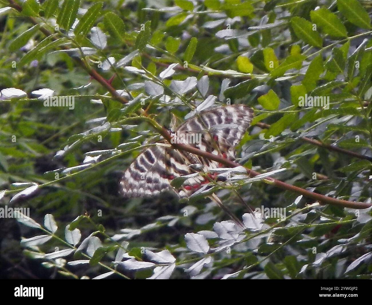 Dragon Swallowtail (Sericinus montela Stock Photo - Alamy