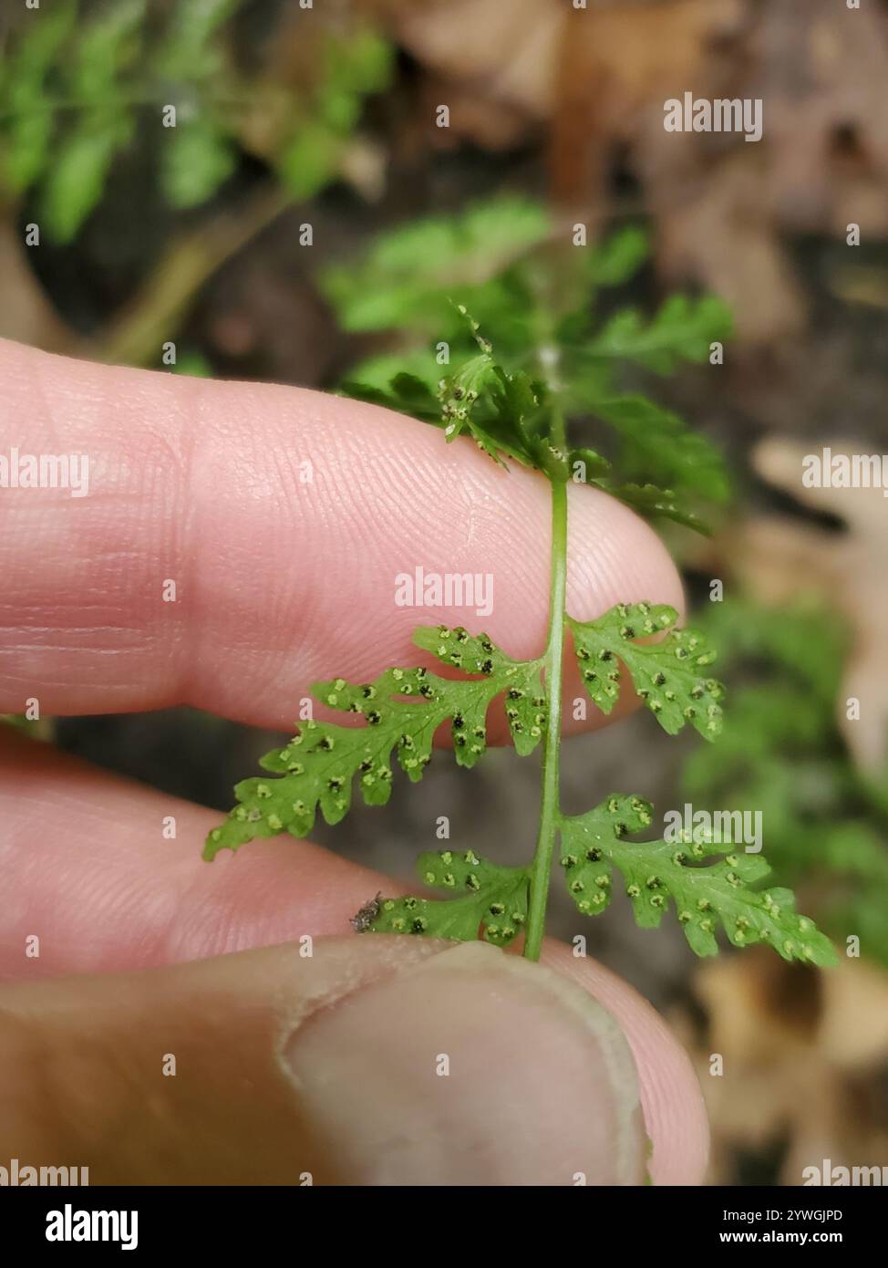 Mackay's Fragile Fern (Cystopteris tenuis Stock Photo - Alamy