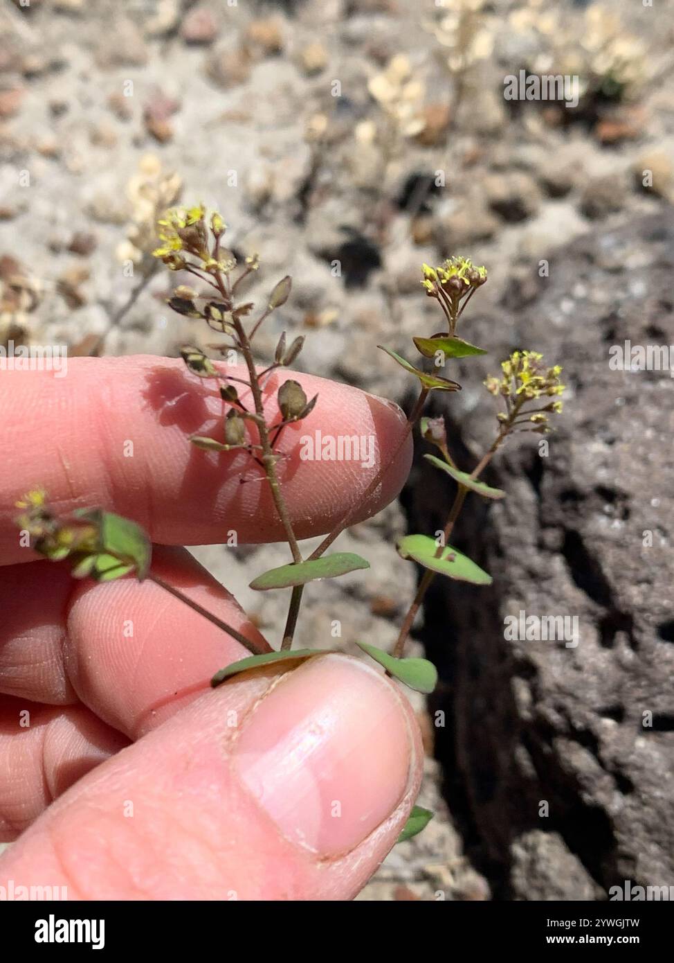 clasping pepperweed (Lepidium perfoliatum Stock Photo - Alamy