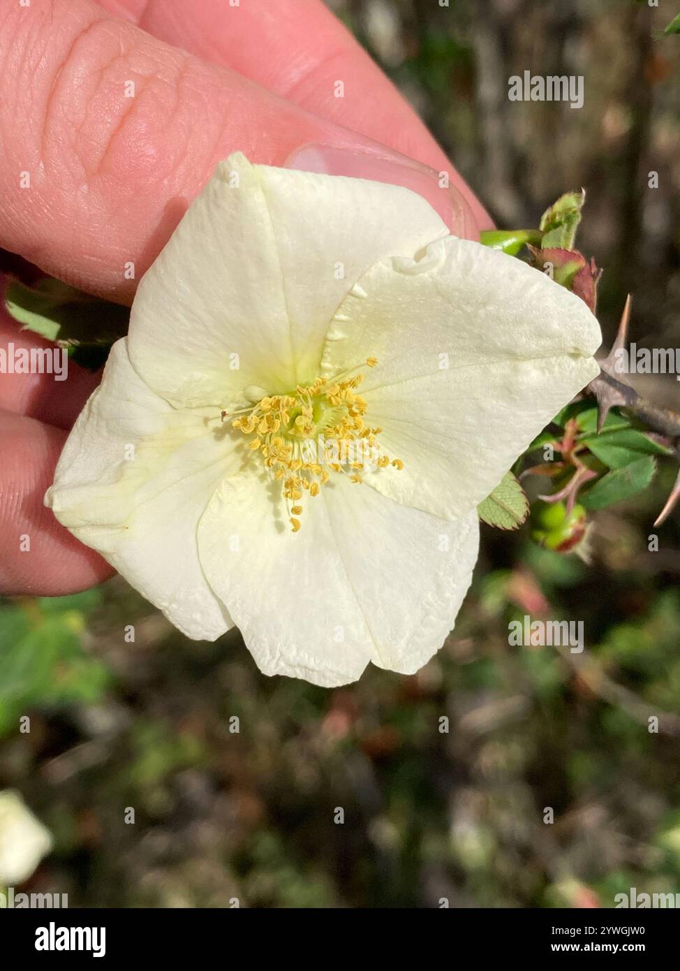 Silky Rose (Rosa sericea Stock Photo - Alamy